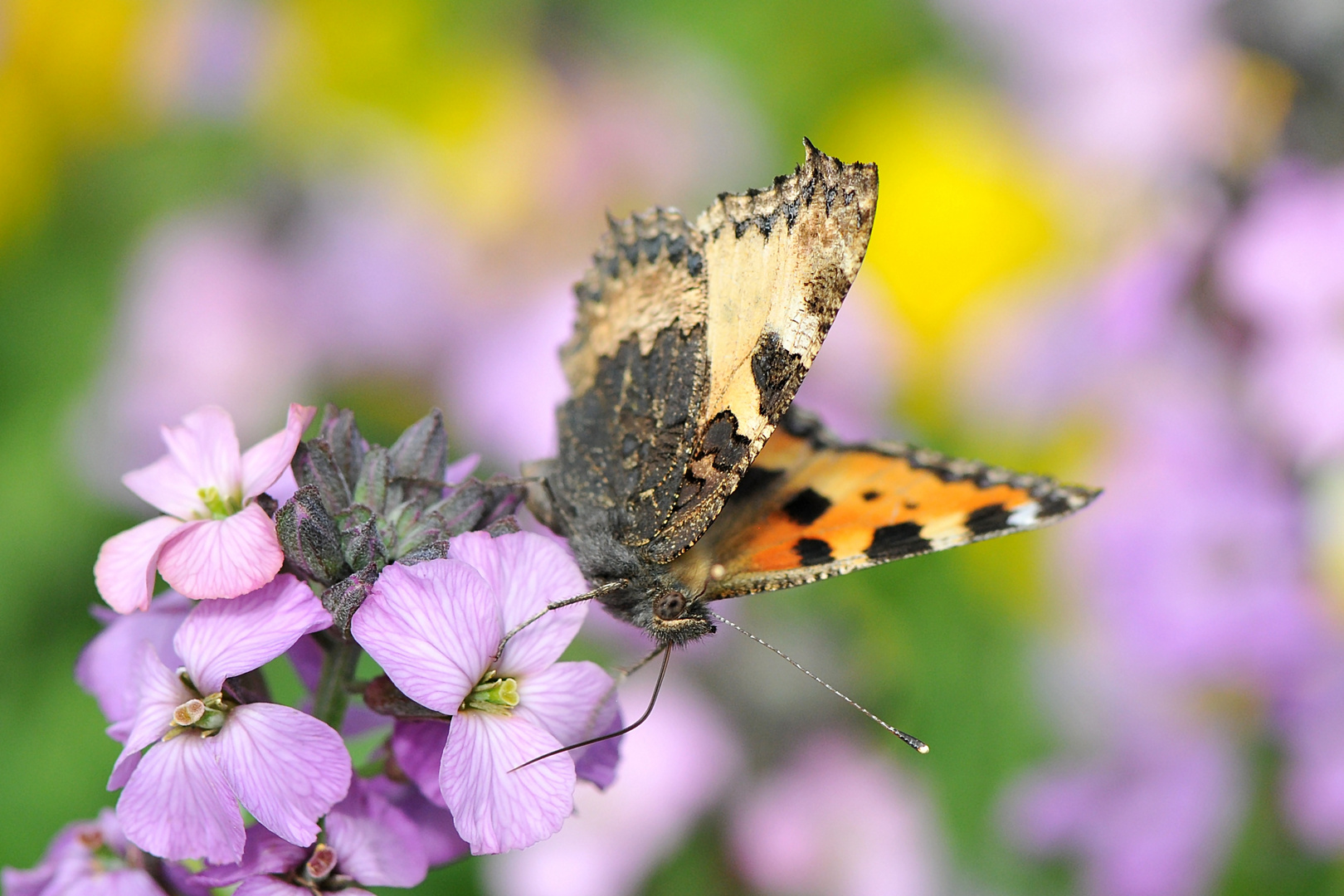 Kleiner Fuchs (Aglais urticae) Frontal Foto & Bild | tiere, wildlife, schmetterlinge Bilder auf ...