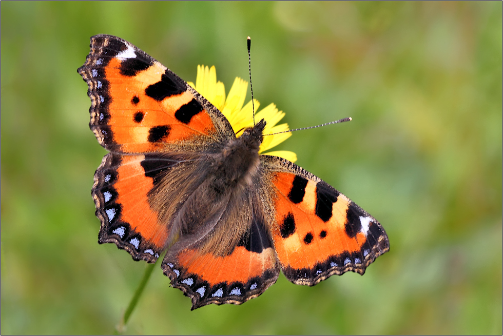 Kleiner Fuchs Foto & Bild | makro, natur, insekten Bilder auf fotocommunity