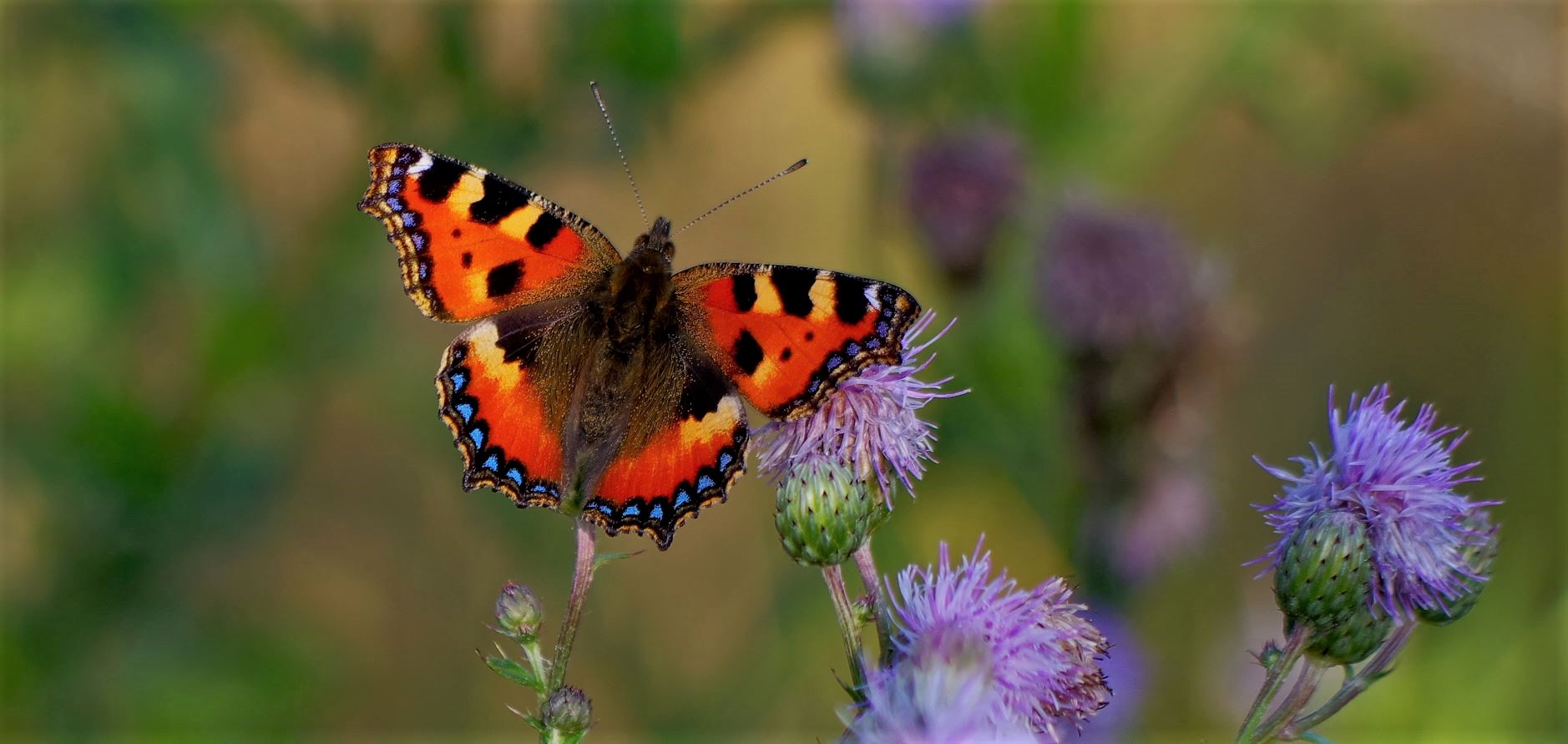kleiner Fuchs Foto & Bild | tiere, wildlife, schmetterlinge Bilder auf ...