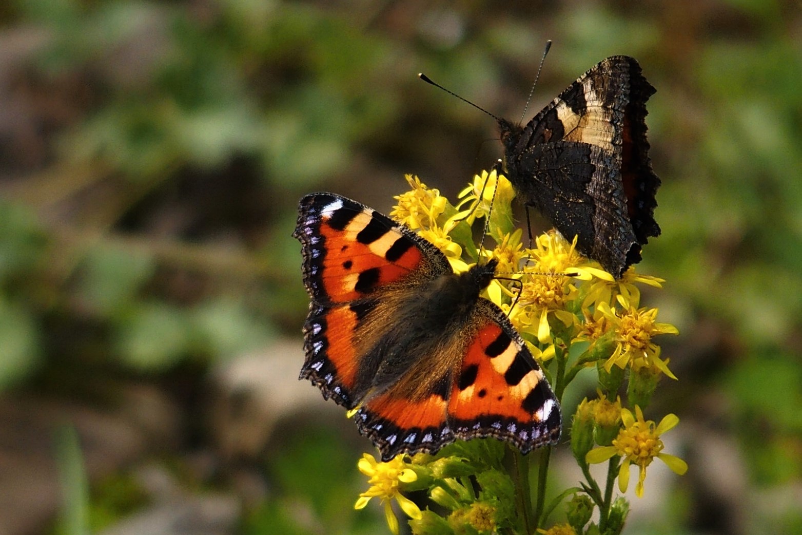 Kleiner Fuchs Foto & Bild | tiere, wildlife, schmetterlinge Bilder auf ...