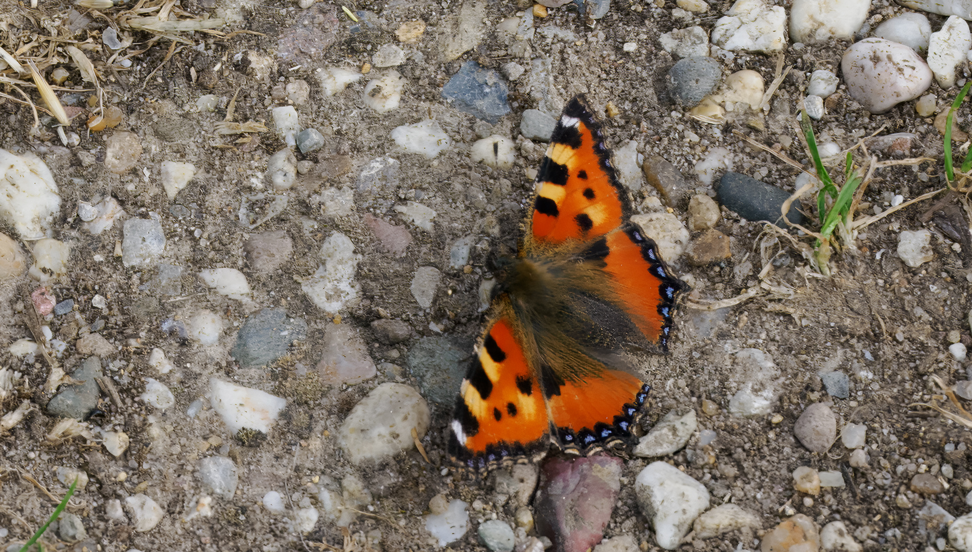 kleiner Fuchs Foto & Bild | tiere, wildlife, schmetterlinge Bilder auf ...