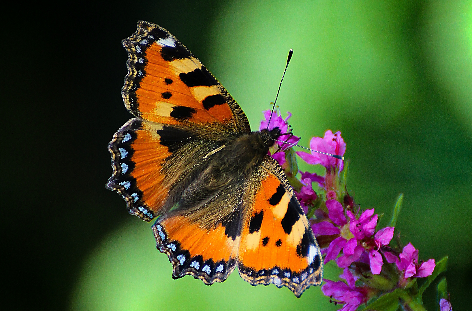 Kleiner Fuchs Foto & Bild | tiere, wildlife, schmetterlinge Bilder auf ...