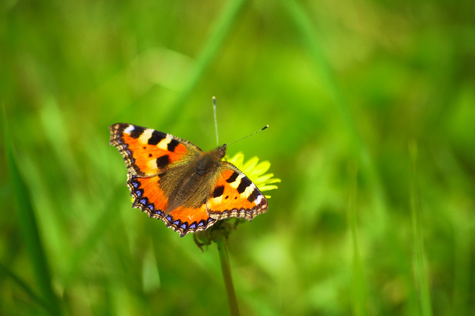 Kleiner Fuchs Foto & Bild | tiere, wildlife, schmetterlinge Bilder auf ...