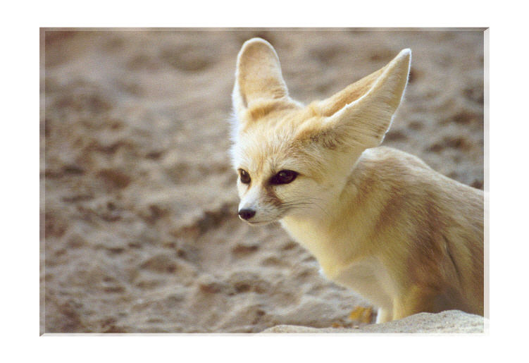 Kleiner Fuchs, große Ohren! Foto & Bild | tiere, zoo, wildpark ...