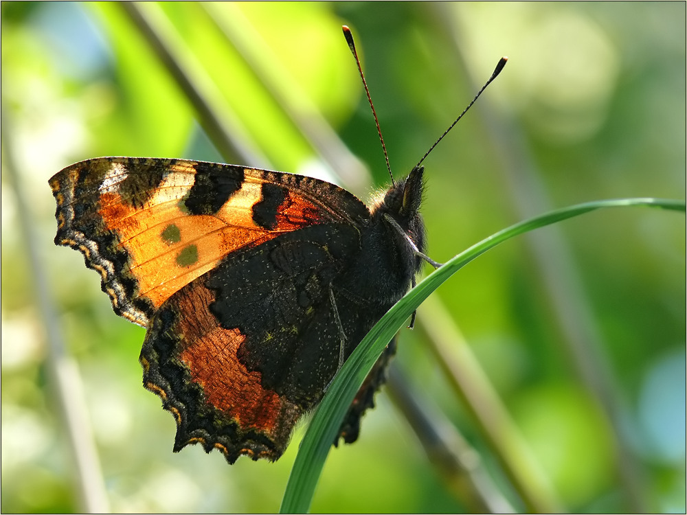 kleiner Fuchs II Foto & Bild | tiere, wildlife, schmetterlinge Bilder ...