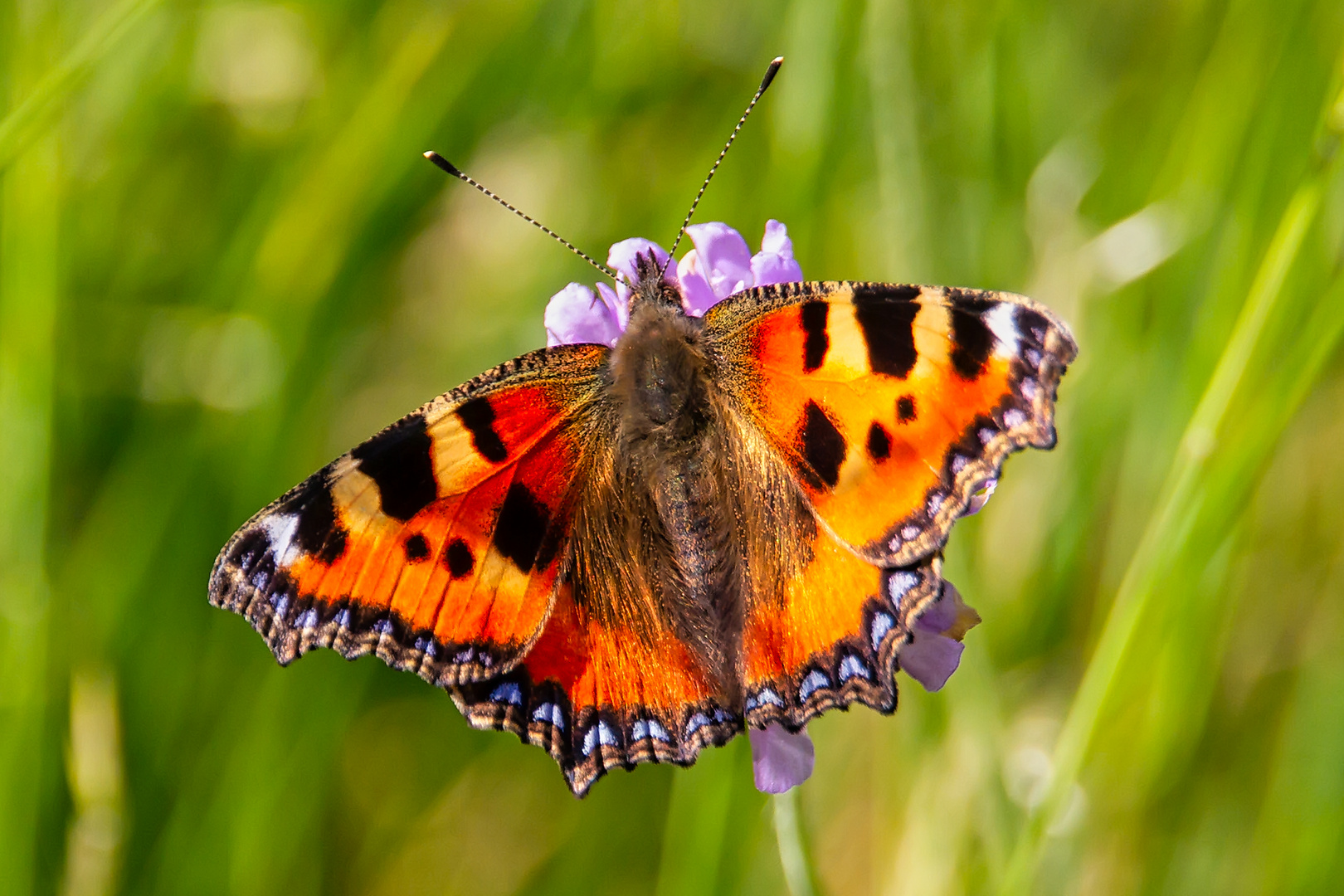 Kleiner Fuchs III Foto & Bild | tiere, wildlife, schmetterlinge Bilder ...