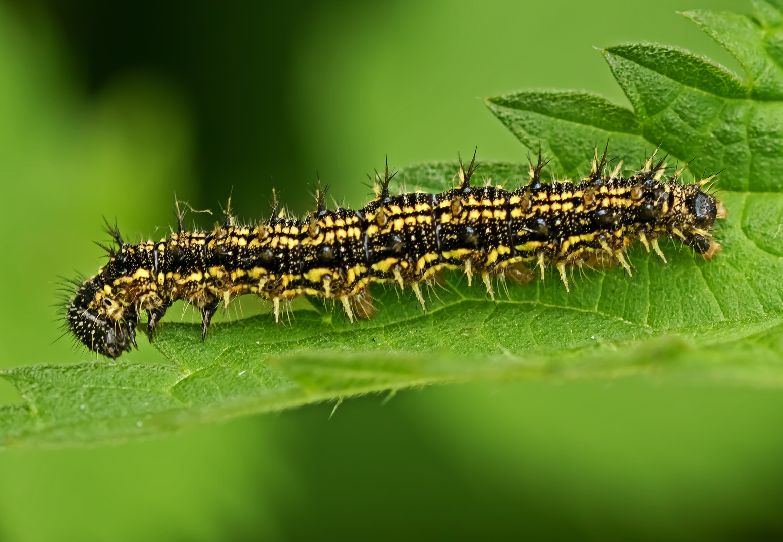 Kleiner Fuchs im Raupenstadium Foto & Bild | tiere, wildlife, insekten ...