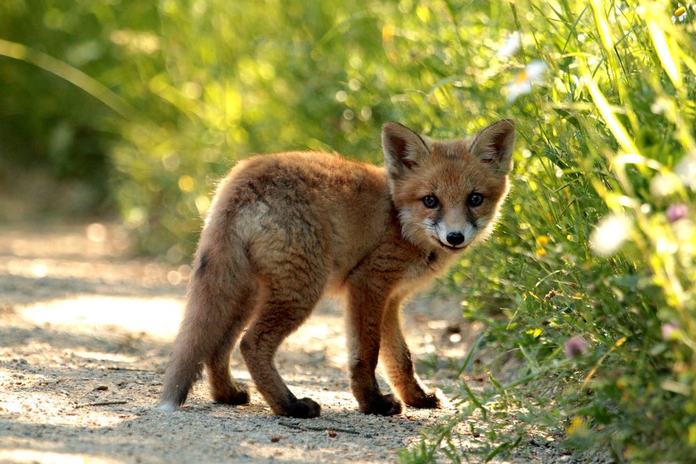 kleiner Fuchs - litte fox - petit renard Foto & Bild | natur, tiere ...