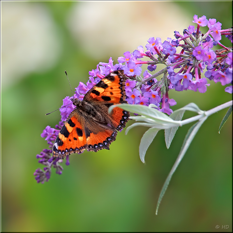 Kleiner Fuchs von oben Foto & Bild | tiere, wildlife, schmetterlinge ...