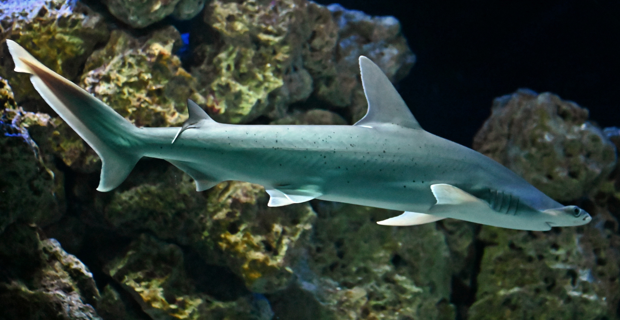 kleiner Hai Foto & Bild | tiere, zoo, wildpark & falknerei, leipziger ...