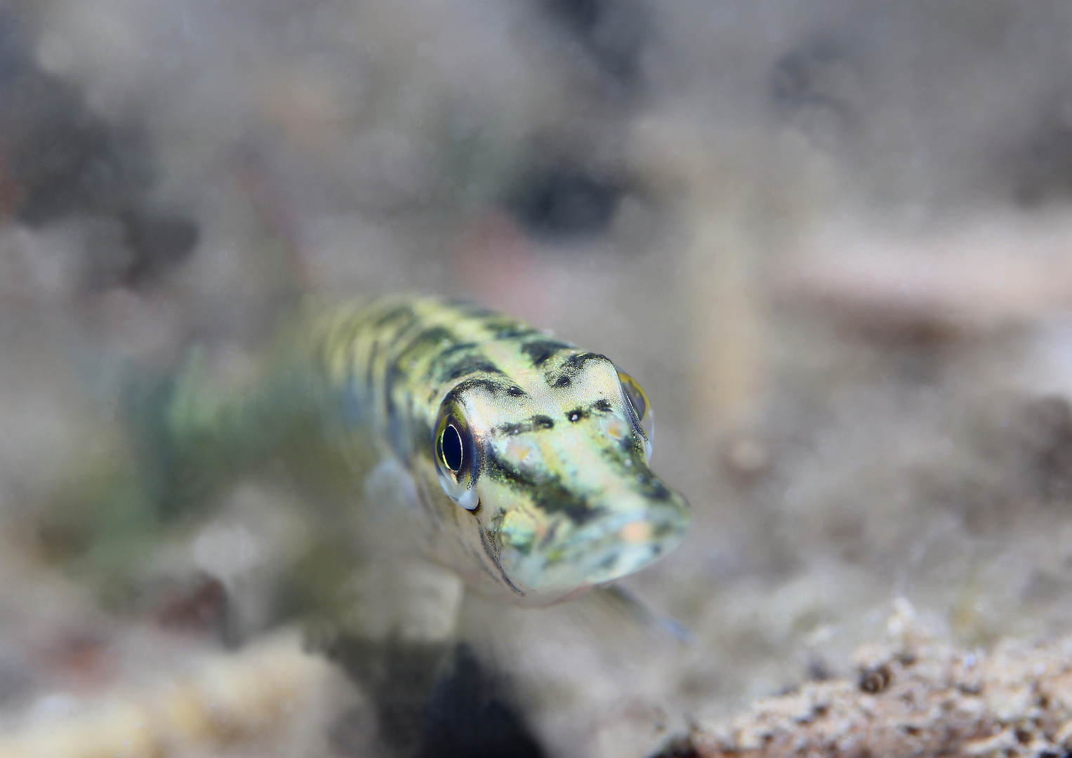 Kleiner Hecht Foto & Bild | unterwasser, uw-süsswasser, natur-kreativ ...