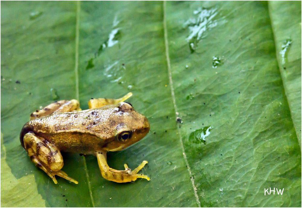 Kleiner junger Frosch 13 mm groß Foto & Bild | tiere, wildlife ...