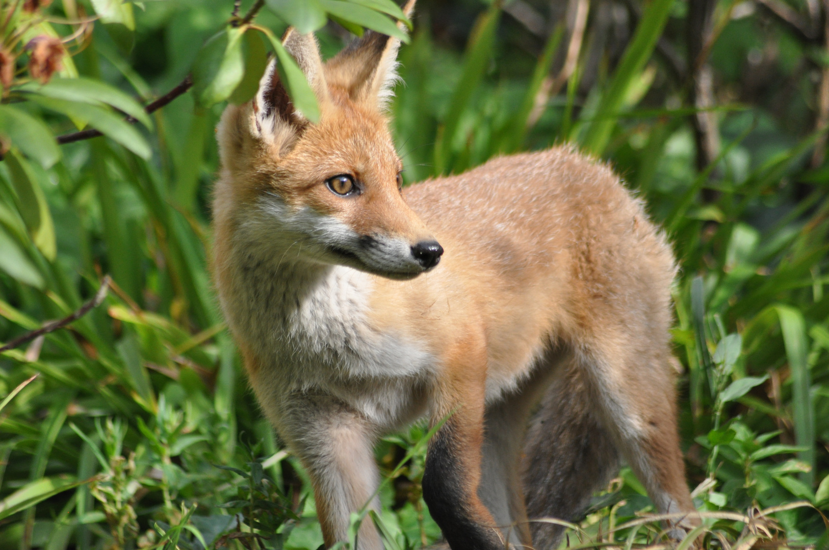 kleiner junger Fuchs Foto & Bild | tiere, tierkinder, natur Bilder auf ...