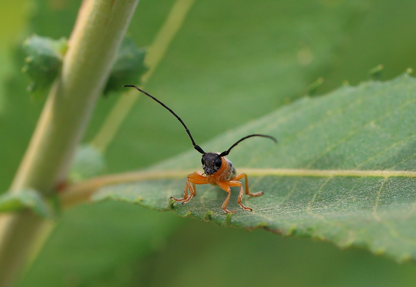 kleiner Käfer..... Foto & Bild | tiere, wildlife, insekten Bilder auf ...