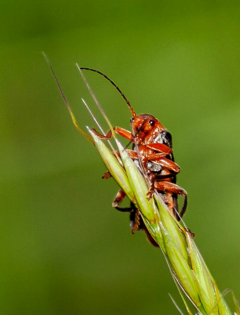 Kleiner Käfer Foto & Bild | tiere, wildlife, insekten Bilder auf ...