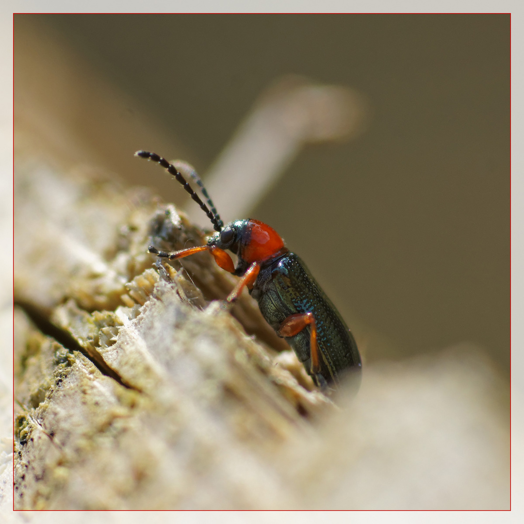 kleiner Käfer ganz groß Foto & Bild | tiere, wildlife, insekten Bilder ...