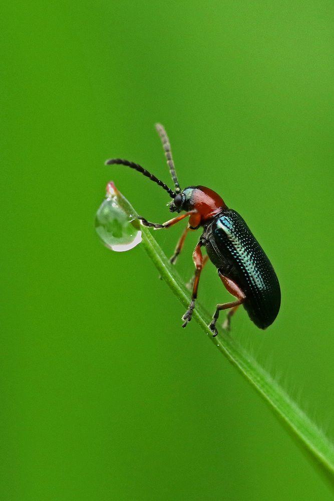 kleiner Käfer ganz groß Foto & Bild | tiere, wildlife, insekten Bilder ...