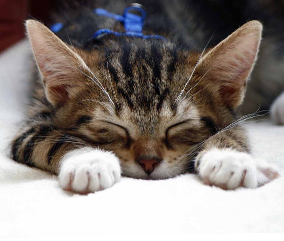 Kleiner Kater träumt.... Foto & Bild | tiere, haustiere, katzen Bilder auf fotocommunity