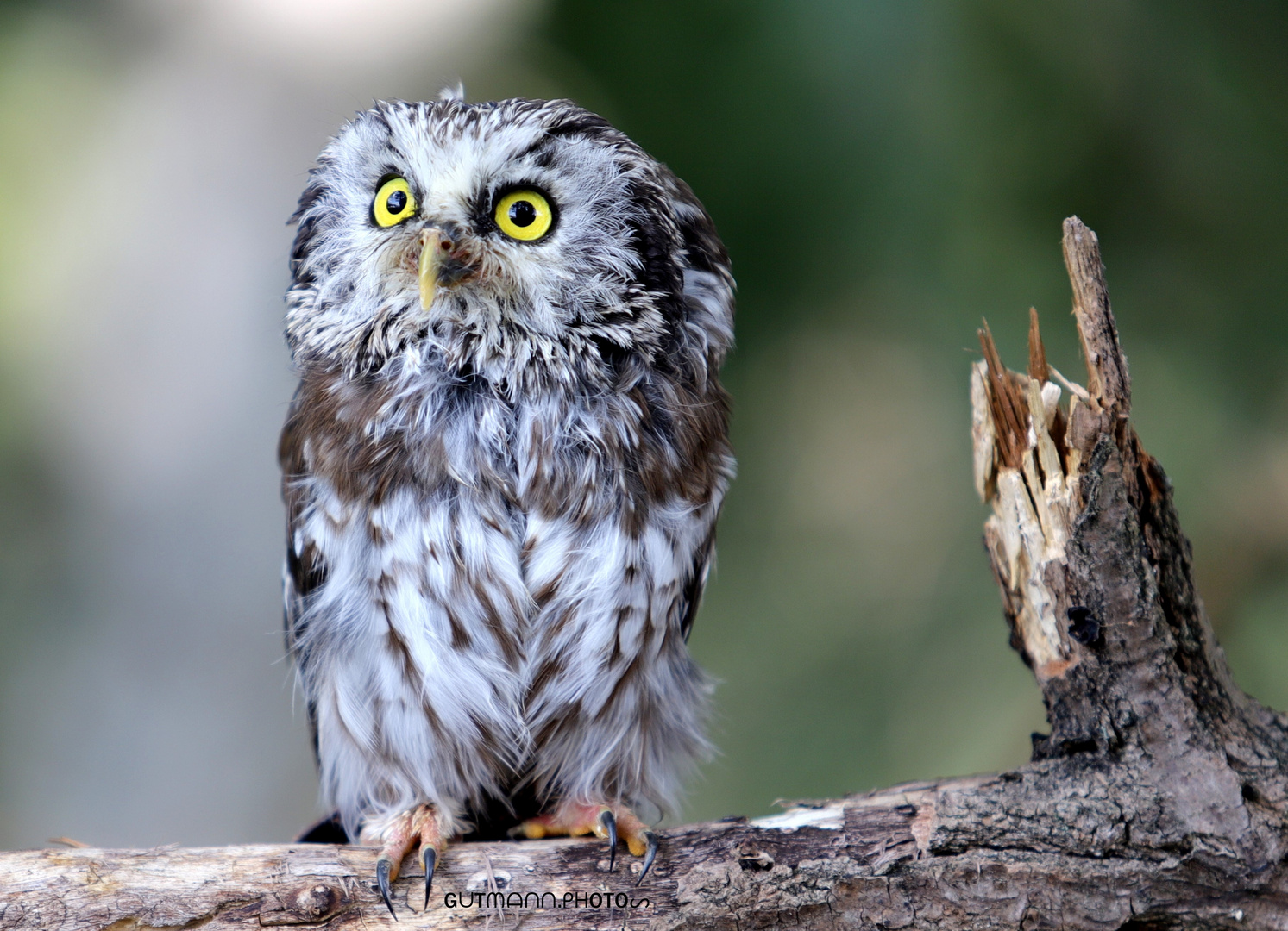 Kleiner Kauz ganz Groß Foto & Bild | tiere, zoo, wildpark & falknerei ...
