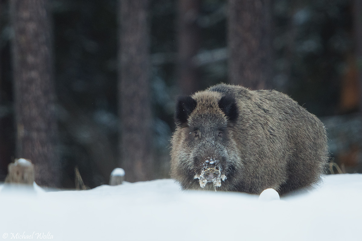 Kleiner Keiler Foto & Bild | tiere, wildlife, wildlife luder ...