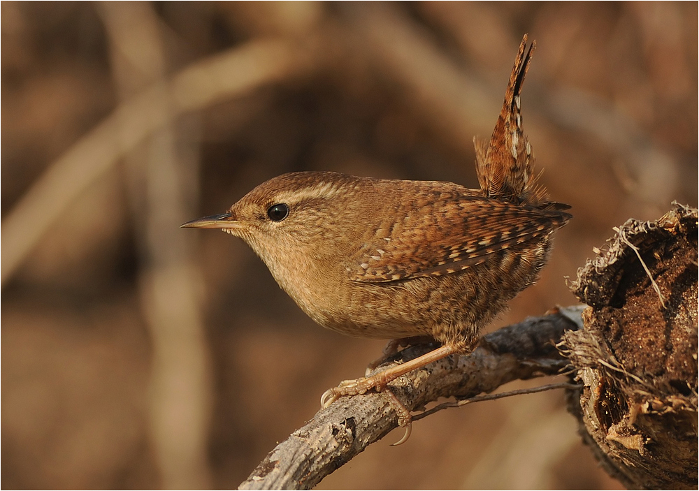 Kleiner Knirps - ganz groß Foto & Bild | tiere, wildlife, wild lebende ...