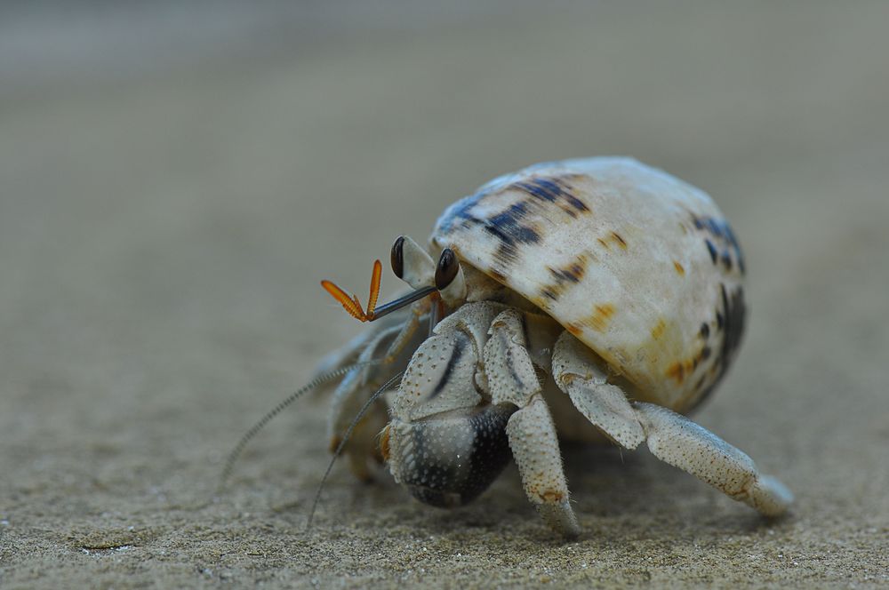 Kleiner Krebs Kenia 2012 Foto & Bild | tiere, wildlife, krebse Bilder ...