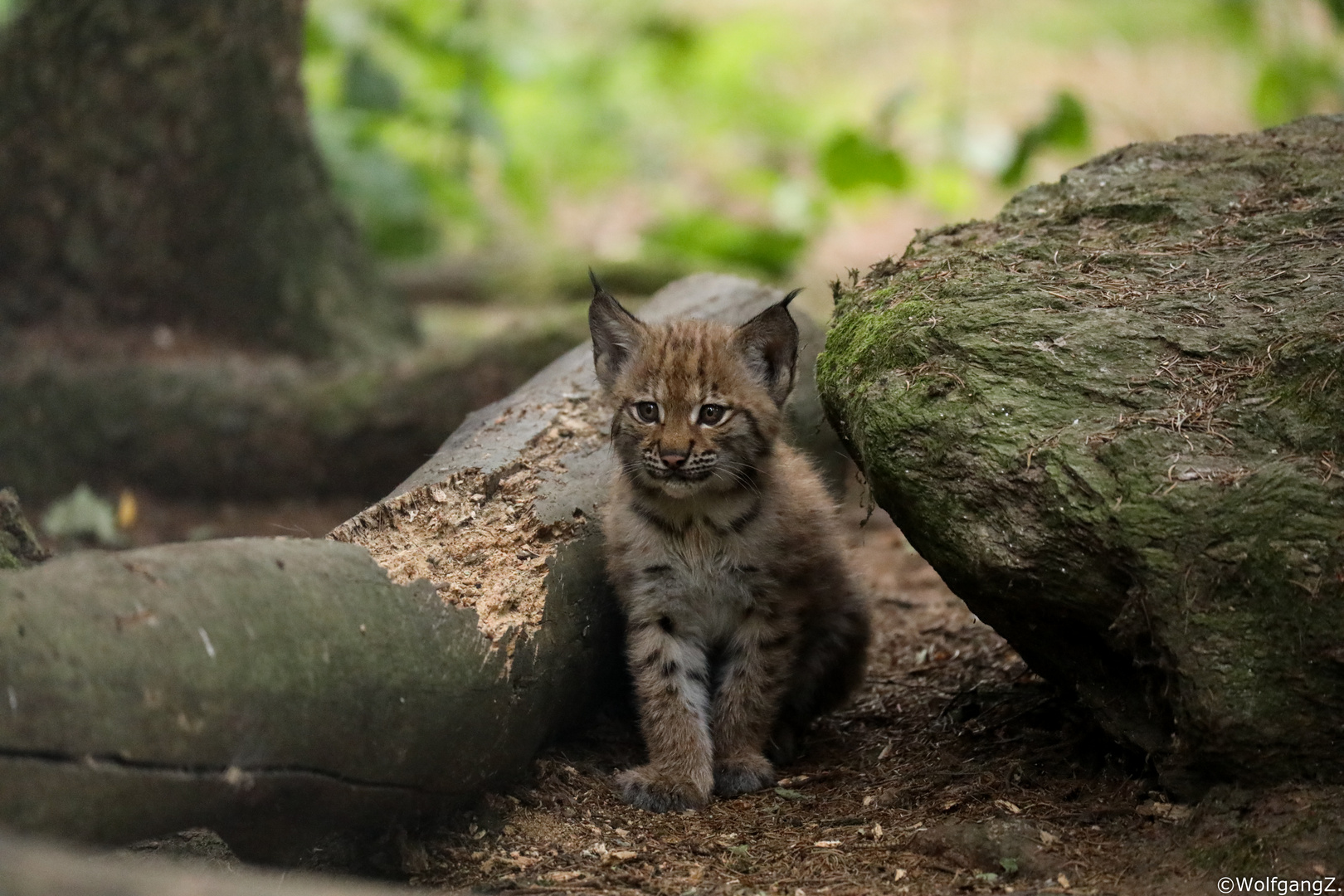 kleiner Luchs Foto & Bild | tiere, zoo, wildpark & falknerei ...