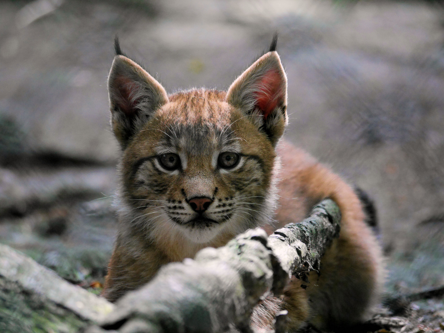 Kleiner Luchs Foto & Bild | natur, zoo, tiere Bilder auf fotocommunity
