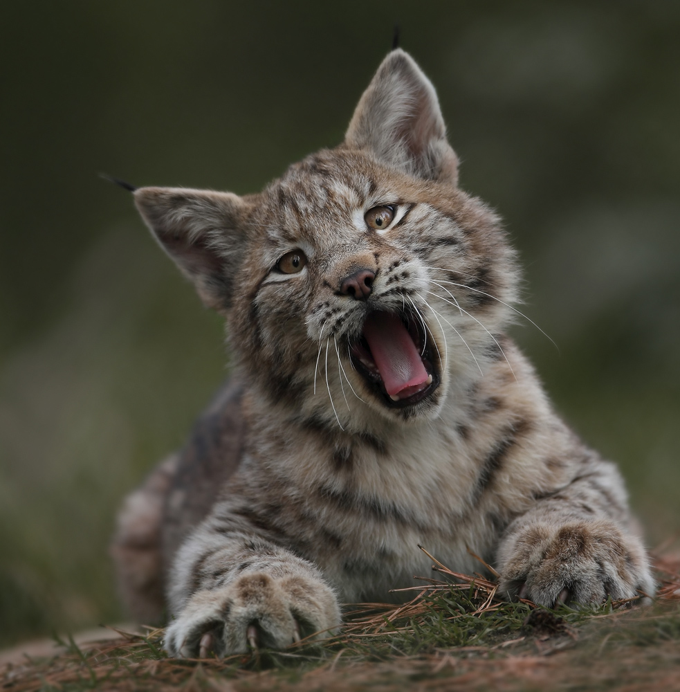 kleiner Luchs in Farbe Foto & Bild | tiere, zoo, wildpark & falknerei ...