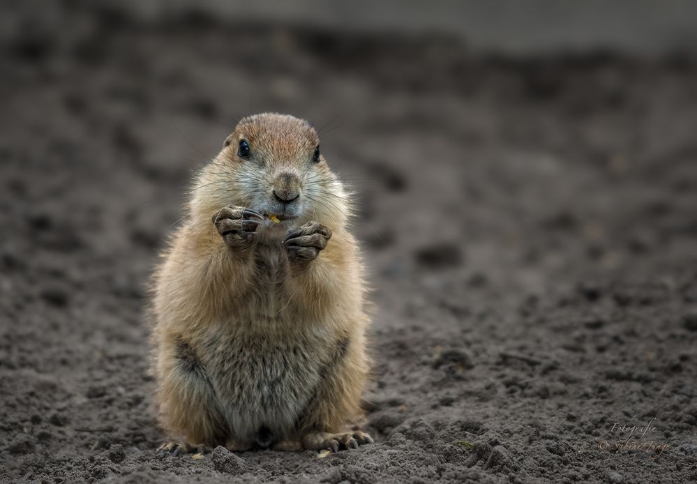 Kleiner Mümmelmann Foto & Bild | tiere, zoo, wildpark & falknerei ...