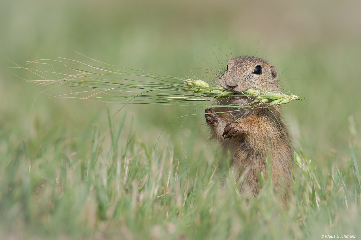 Kleiner Nager Foto & Bild | natur, nagetier, tiere Bilder auf fotocommunity