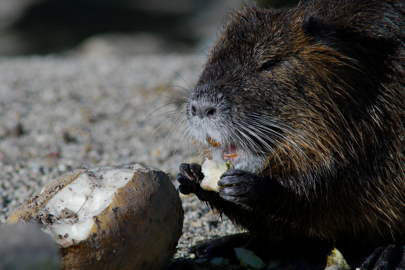 kleiner Nager beim Frühstück Foto & Bild | fotos, frühling, natur ...