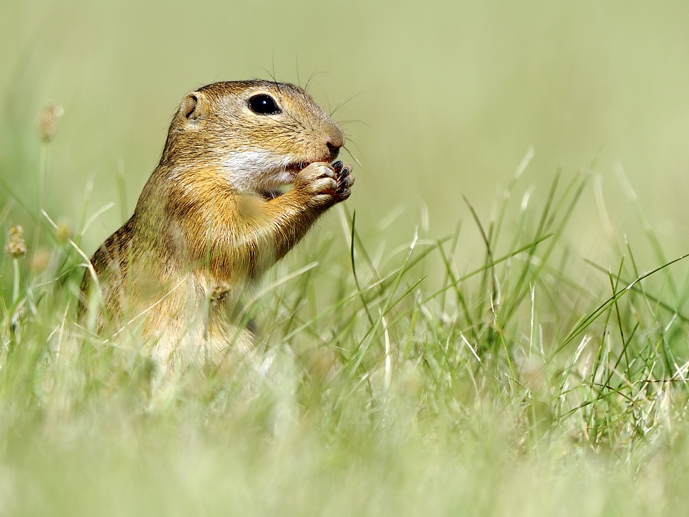 Kleiner Nager Foto & Bild | tiere, wildlife, säugetiere Bilder auf ...