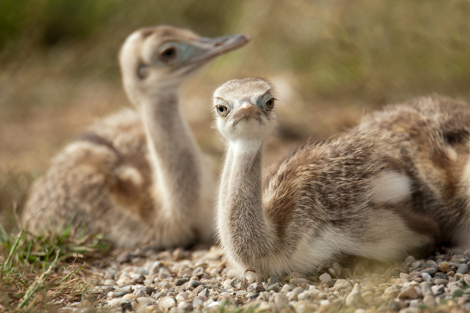 Kleiner Nandu... Foto & Bild | tiere, tierkinder, natur Bilder auf ...