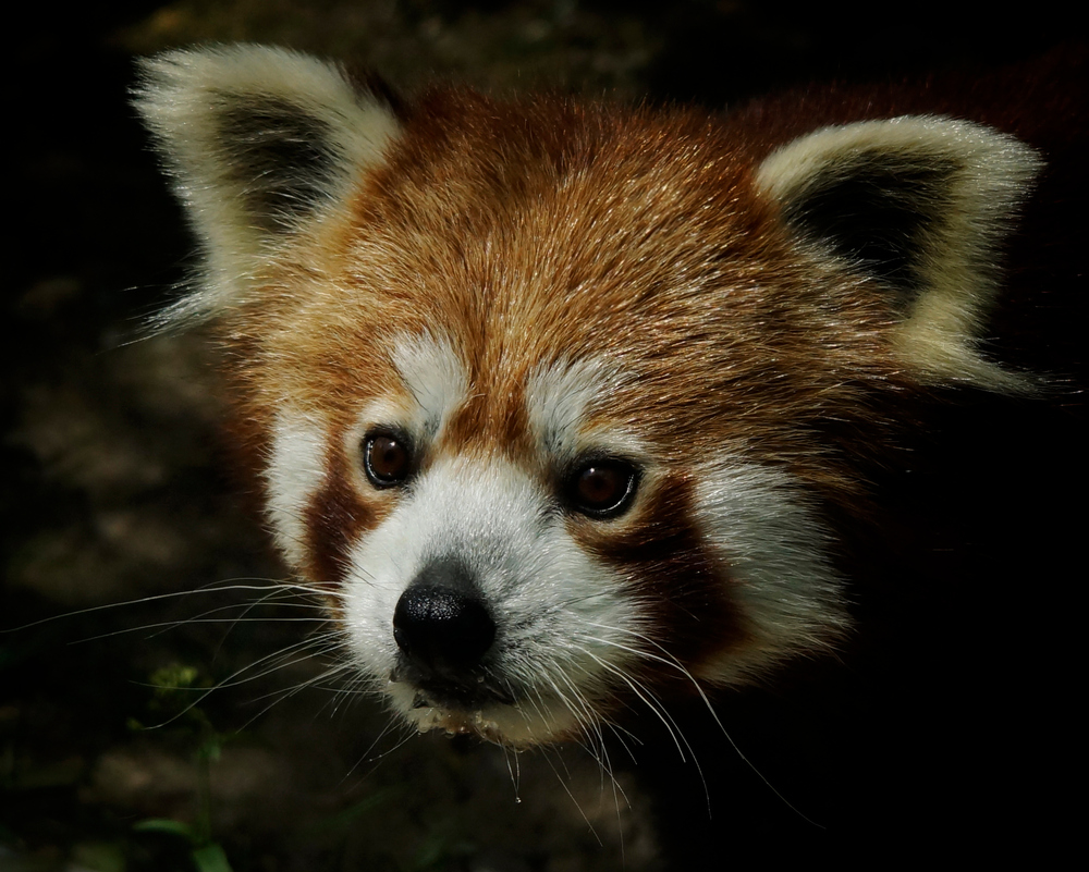 Kleiner Panda Foto & Bild | tiere, zoo, wildpark & falknerei ...