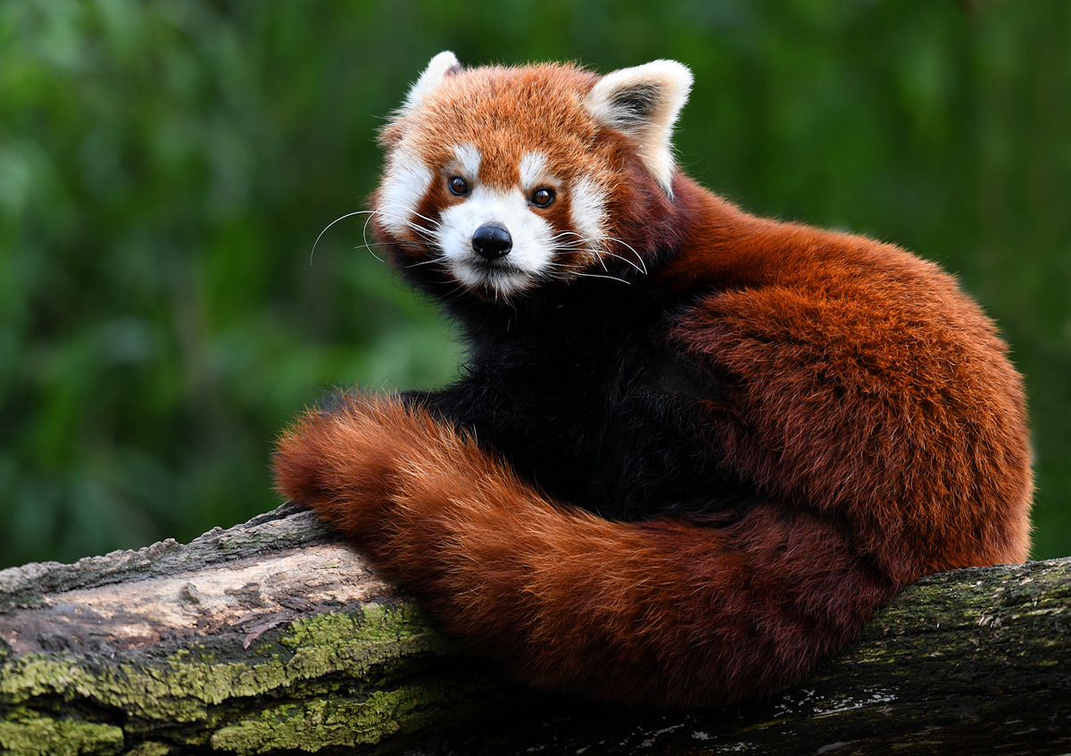 kleiner Panda Foto & Bild | tiere, zoo, wildpark & falknerei ...
