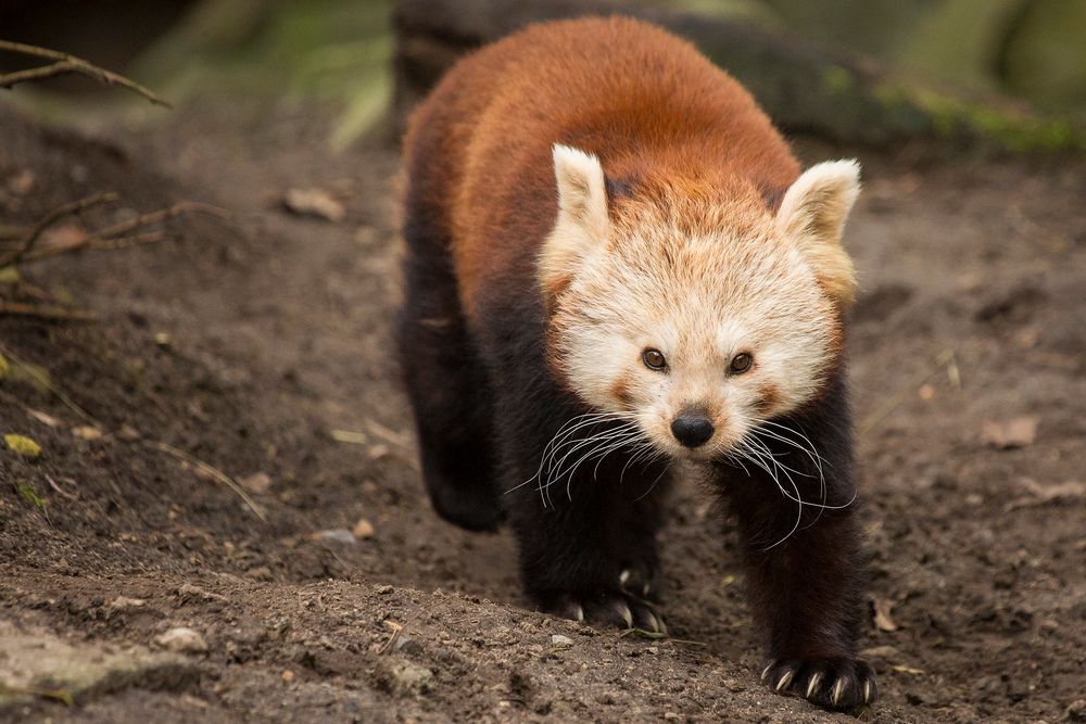 kleiner Panda Foto & Bild | tiere, zoo, wildpark & falknerei ...