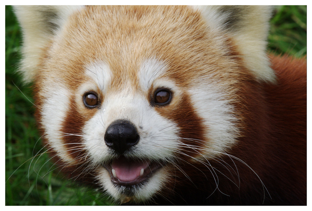 Kleiner Panda (Ailurus fulgens) Foto & Bild | tiere, zoo, wildpark ...