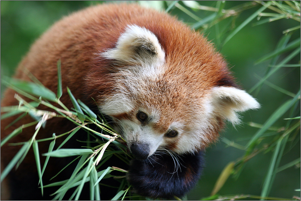 Kleiner Panda Foto & Bild | natur, zoo, tiere Bilder auf fotocommunity