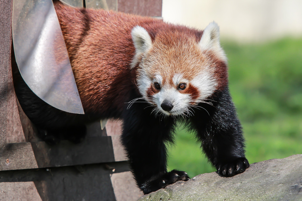 Kleiner Panda Foto & Bild | tiere, zoo, wildpark & falknerei ...