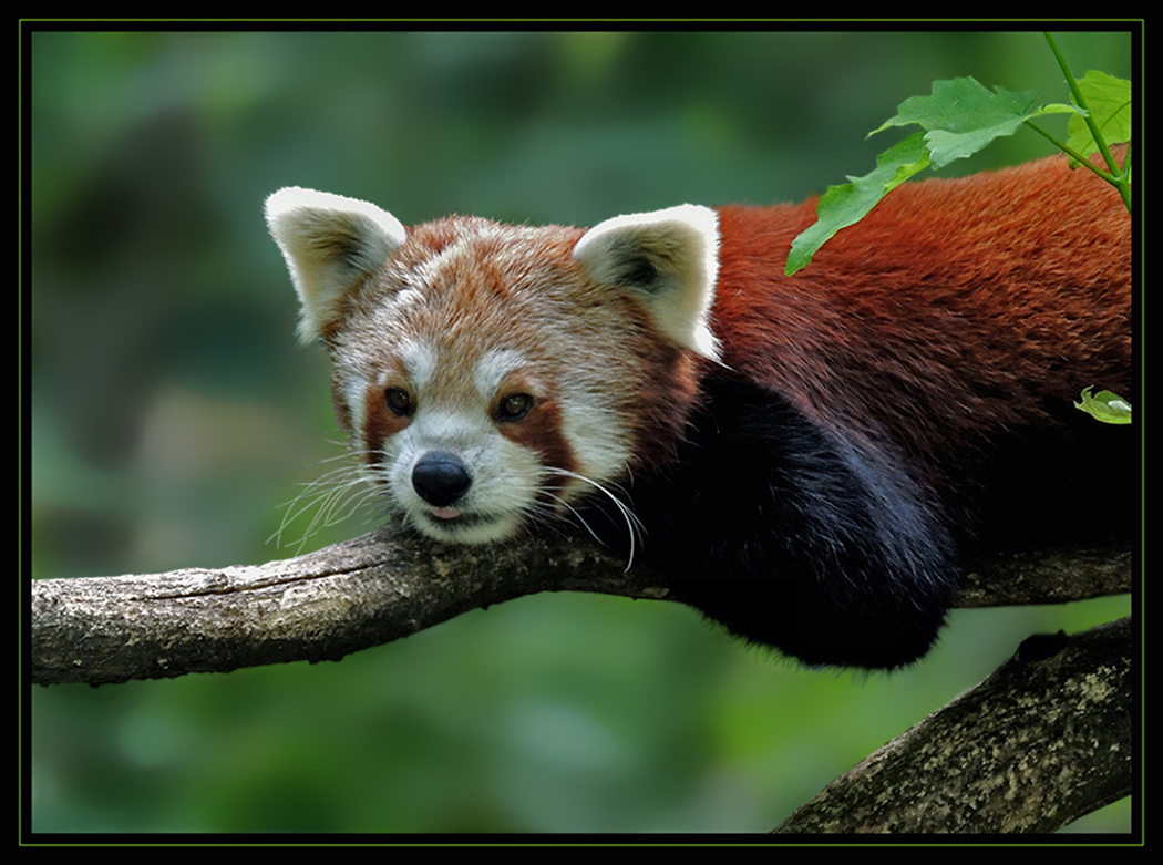 Kleiner Panda Foto & Bild | world, berlin, natur Bilder auf fotocommunity