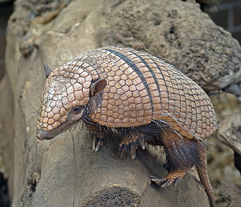 Kleiner Panzer Foto & Bild | tiere, zoo, wildpark & falknerei ...