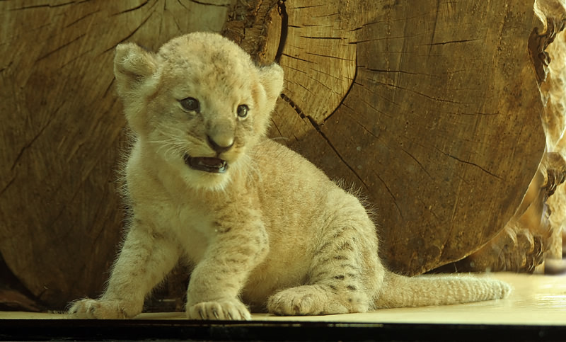 Kleiner Racker ganz gross - Angola-Löwenbaby Foto & Bild | tiere, zoo ...