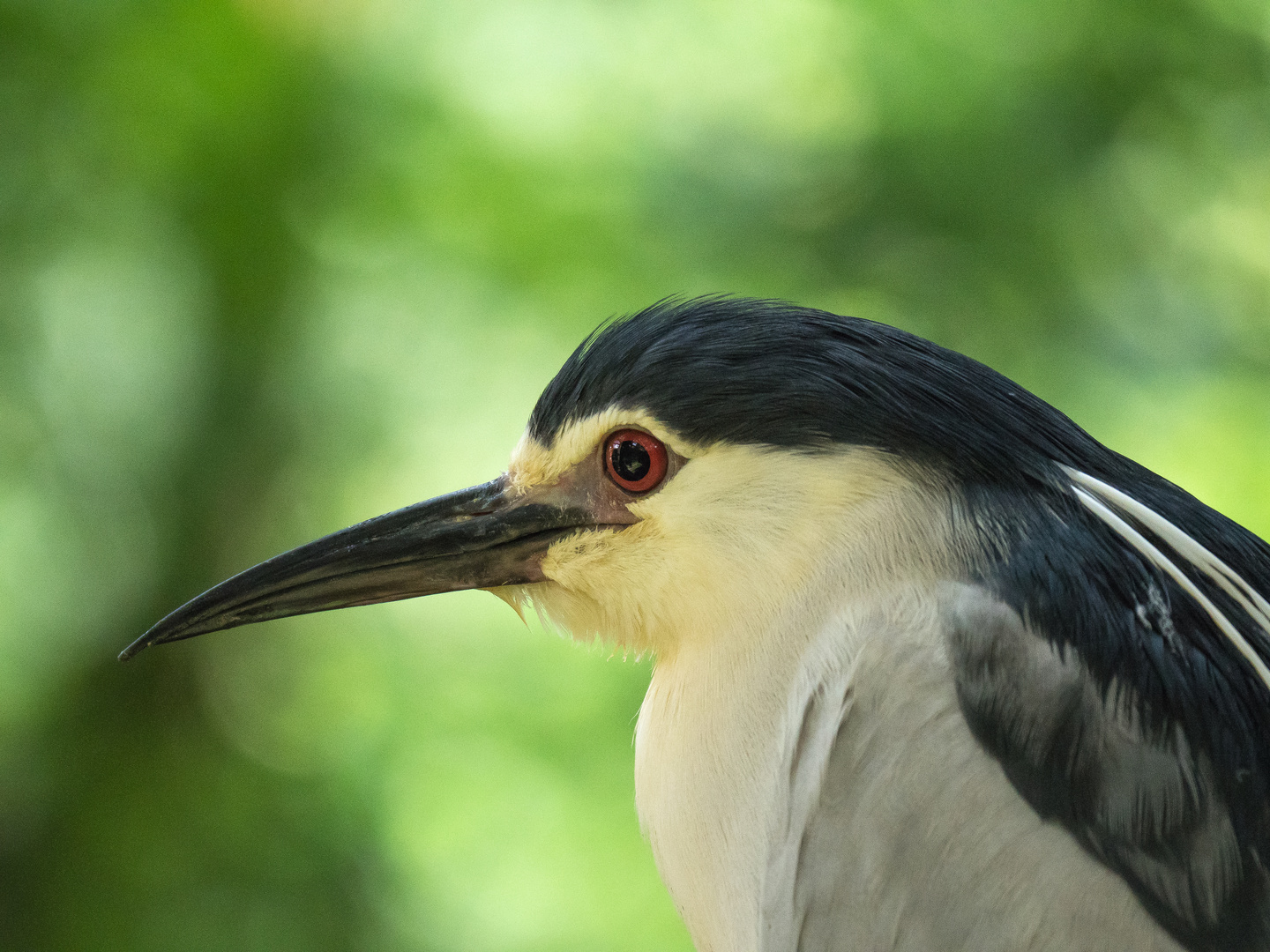 Kleiner Reiher Foto & Bild | tiere, wildlife, wild lebende vögel Bilder ...