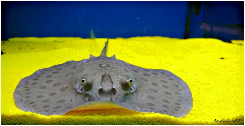 kleiner Rochen im Aquarium Foto & Bild | tiere, haustiere, aquaristik ...