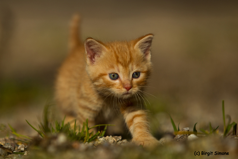Kleiner roter Kater!! ;-) Foto & Bild | tiere, haustiere, katzen Bilder auf fotocommunity