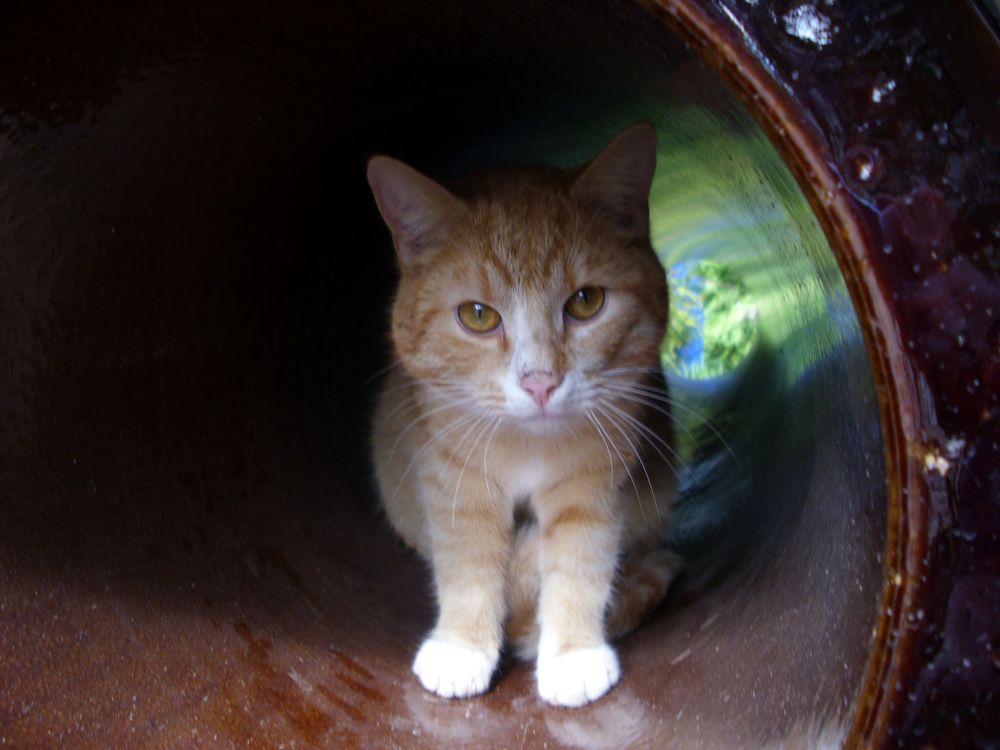 "Kleiner roter Kater im Abflussrohr" Foto & Bild | alltagsdesign, motive Bilder auf fotocommunity