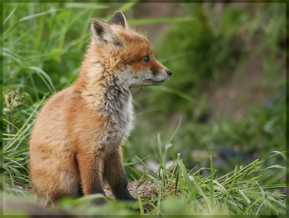 kleiner Rotfuchs Foto & Bild | tiere, wildlife, säugetiere Bilder auf ...
