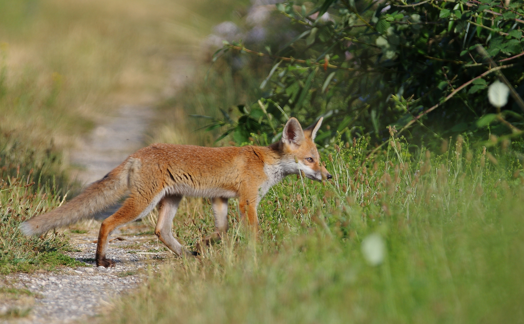 kleiner Rotfuchs Foto & Bild | tiere, wildlife, säugetiere Bilder auf ...