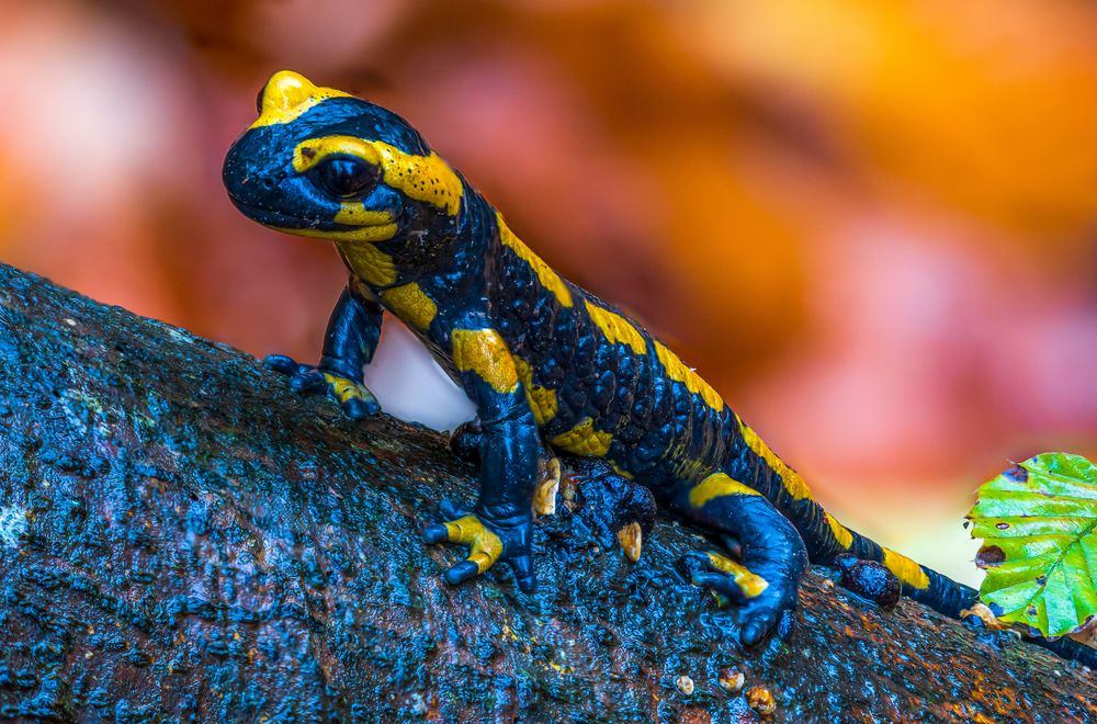 kleiner Salamander an der Ilse Foto & Bild | tiere, wildlife, fotos ...